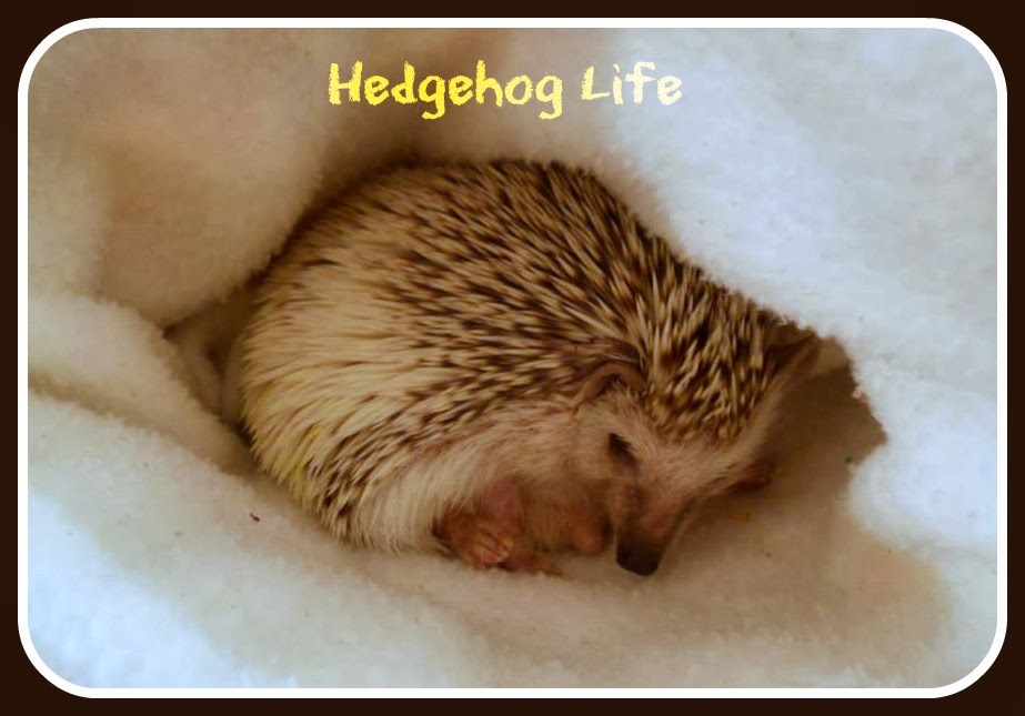 The Reading Hedgehog: Hedgehog Life: February 2014