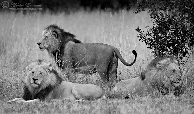 Lion Man Love | Focusing on Wildlife