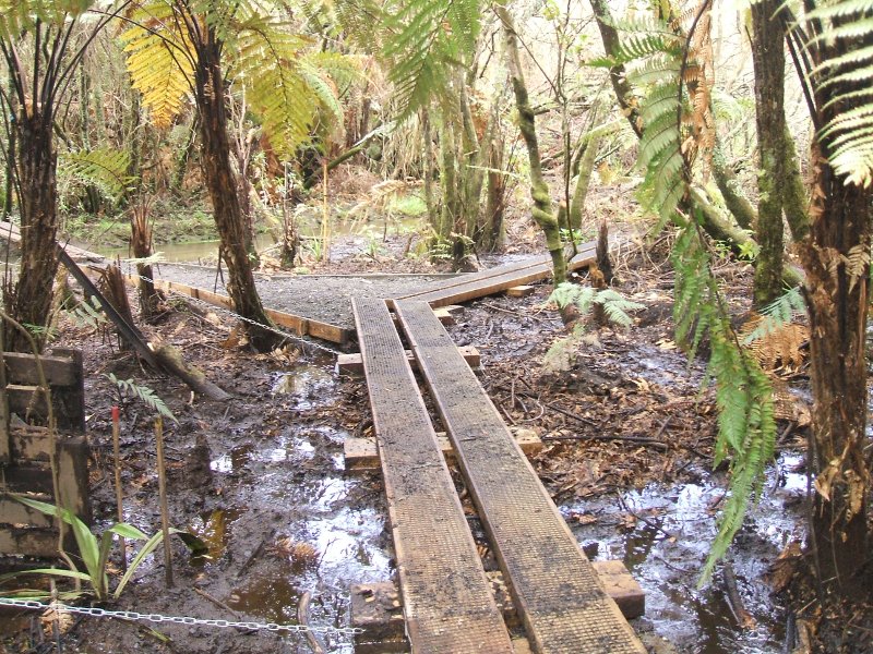 Mangaiti Gully Restoration Group: Tips on restoring Hamilton gullies