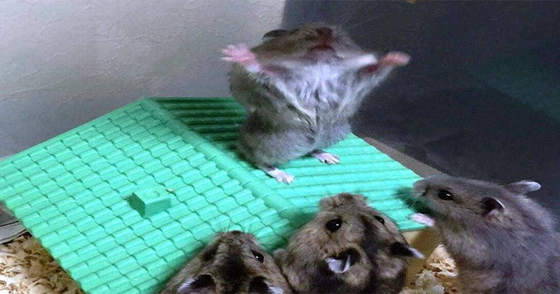 Hamster preaching to his people - Knew he was special - Best Comments ...