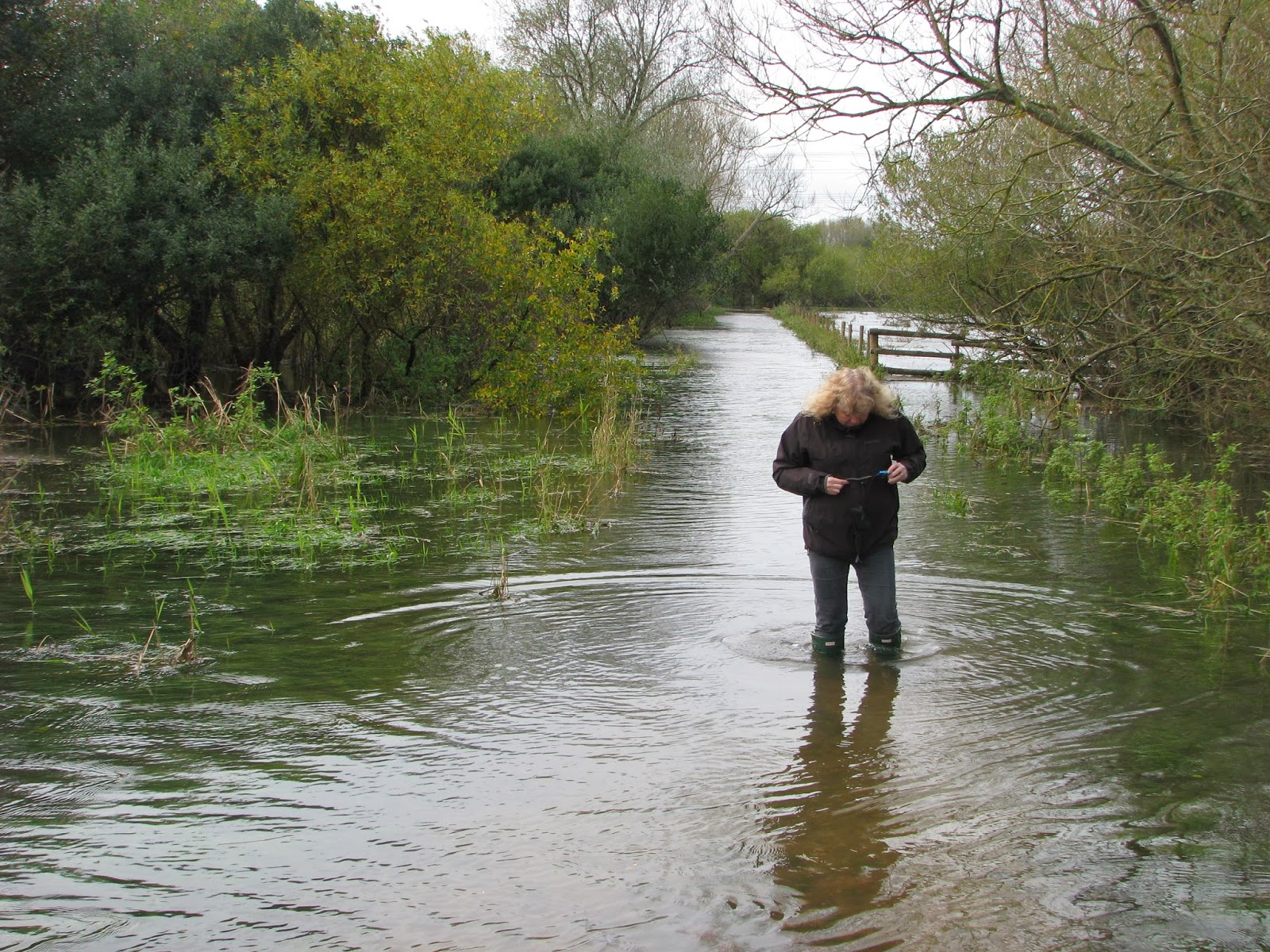 Nature Notes and Observations: High Spring Tide at Redbridge and Lower ...