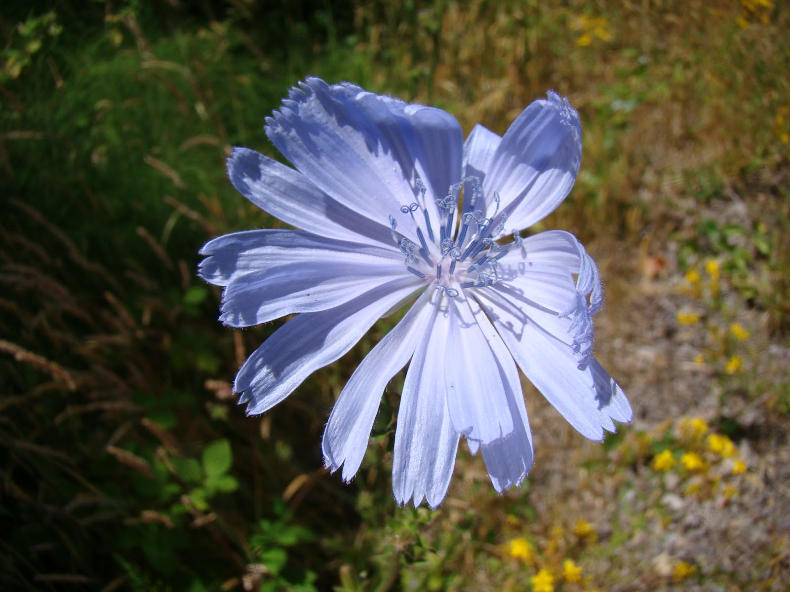 Leaves of Plants: Chicory
