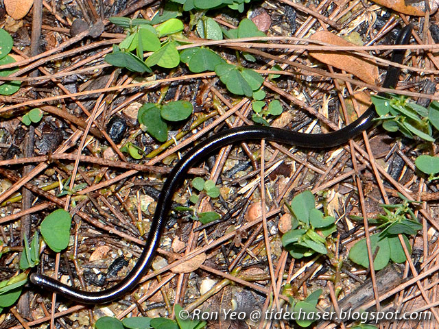 tHE tiDE cHAsER: Snakes (Phylum Chordata: Suborder Serpentes) of Singapore