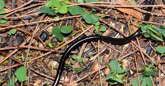 tHE tiDE cHAsER: Snakes (Phylum Chordata: Suborder Serpentes) of Singapore