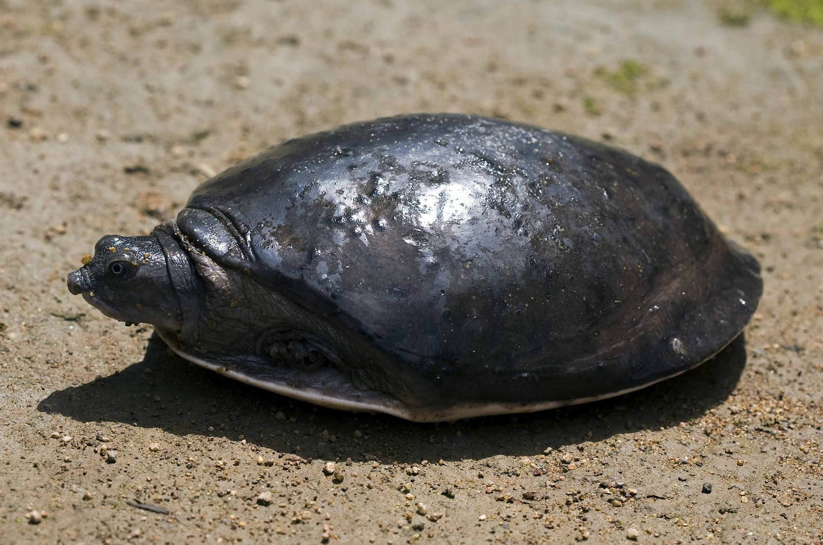 goa wildwatch: Indian flapshell turtle- a locally threatened species