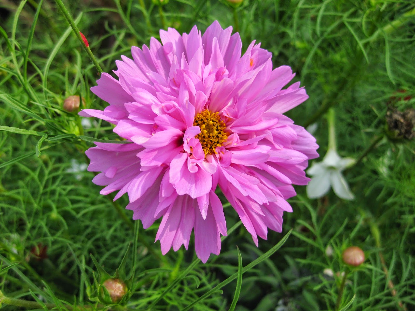 Cosmos - Shades of Pink - Rotary Botanical Gardens