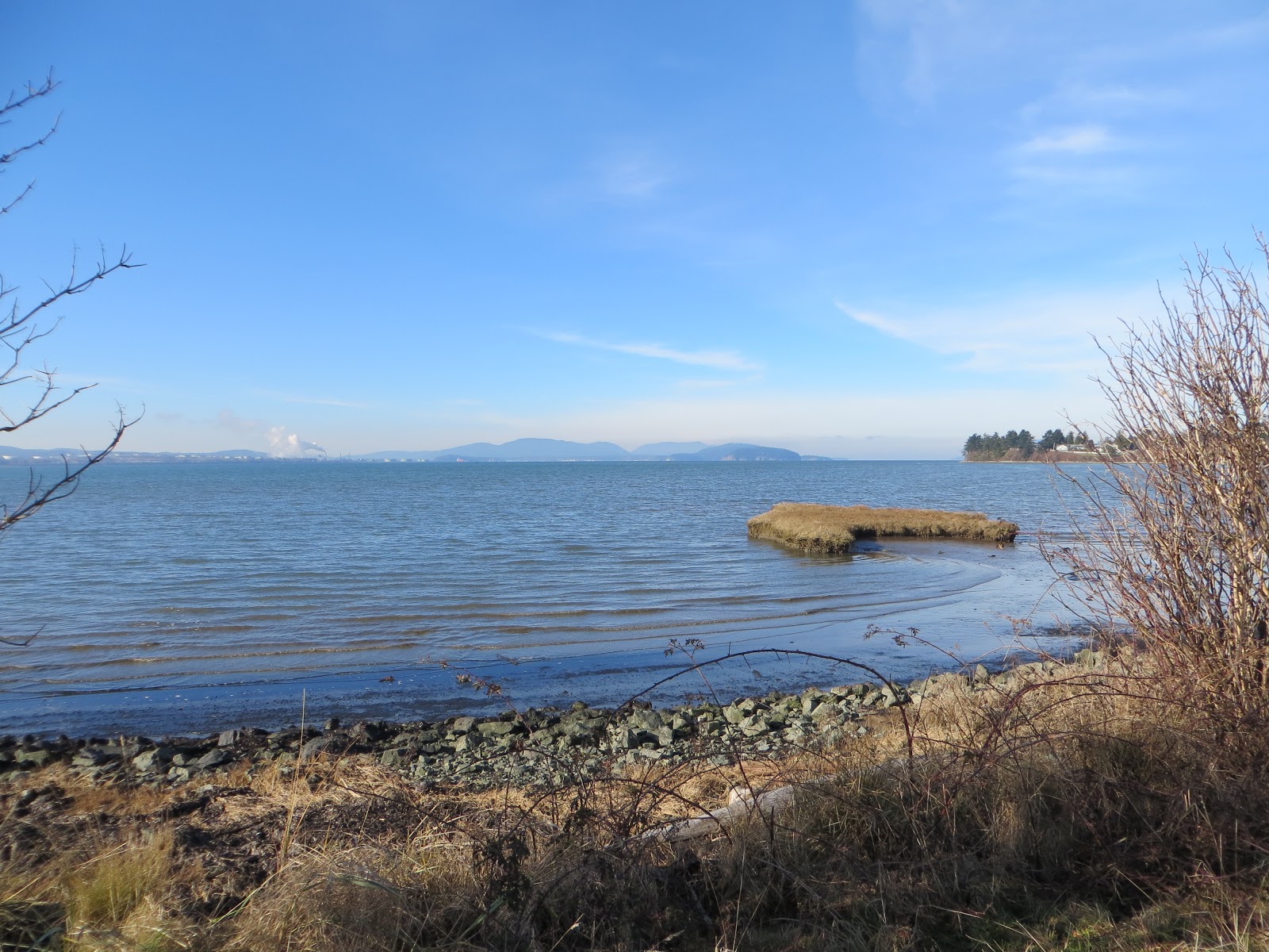 My Pacific Northwest: Padilla Bay 1-20-2013