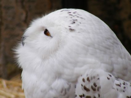 Buho blanco wallpaper - Imagui