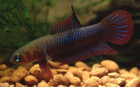Abdul Wadud: Betta uberis