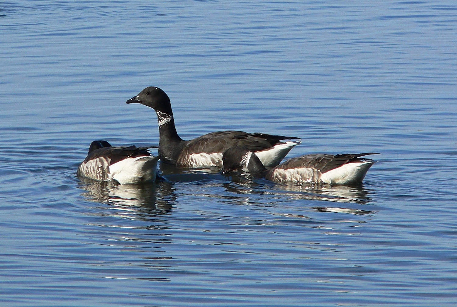 BIRDING THE CENTRAL COAST: BRANT HUNTING ON MORRO BAY BEGINS NOV. 8