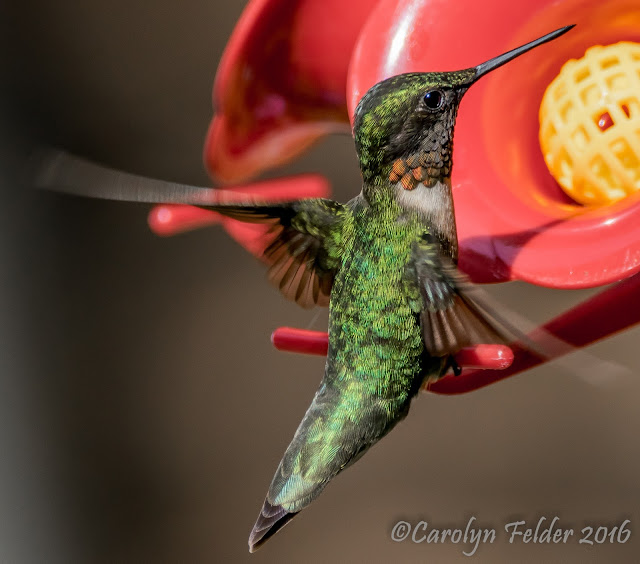 Photo Musings of a Marshwiggle - Welcome to Narnia: Thursday Nature in ...