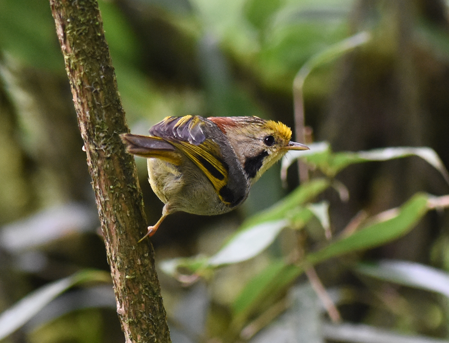 ZOOTHERA BIRDING BLOG: The Golden Lining....!