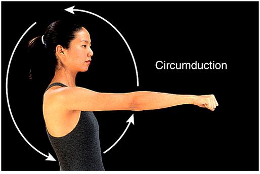 Physical Therapy Exercises: circumduction Exercise