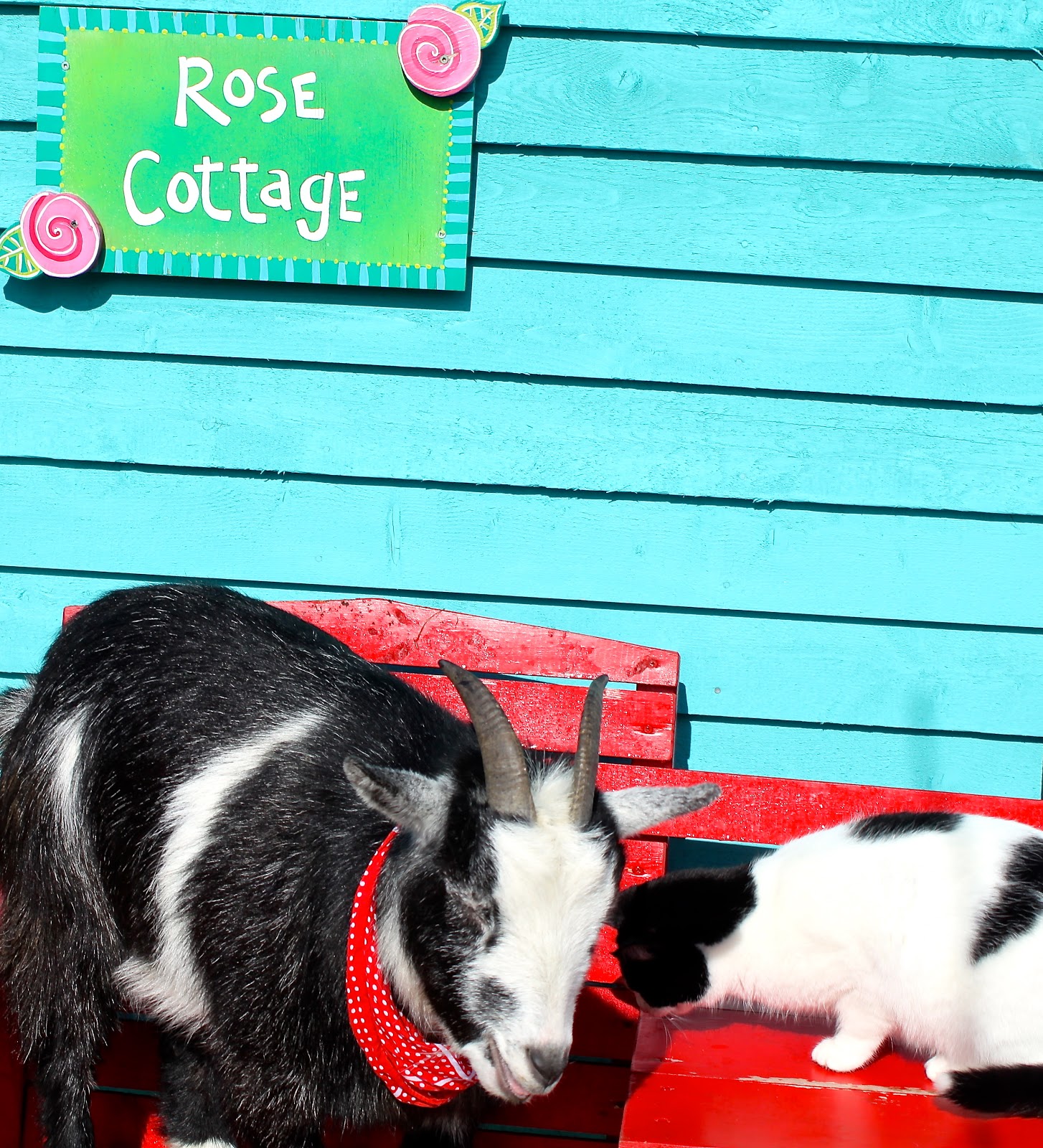 The Grumpy Goat Gallery