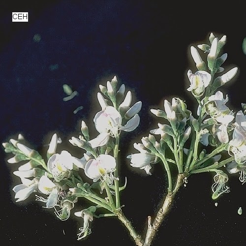 Flora de Puerto Rico Ilustrada Papo Vives: FABOIDEAE MYROSPERMUM ...