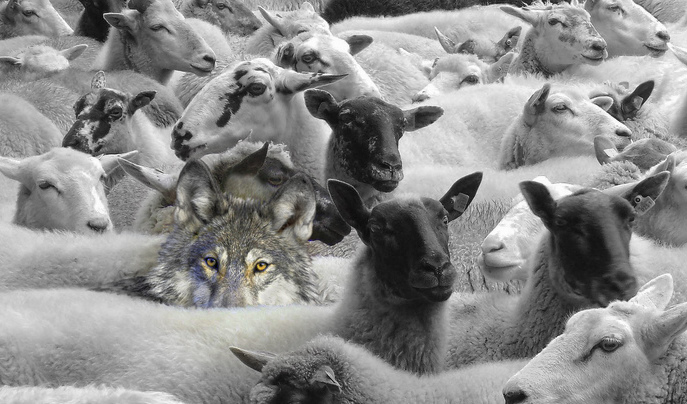 mamabishop: Sheep into the Midst of Wolves