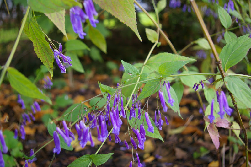 The DuBrule Diaries: Rabdosia