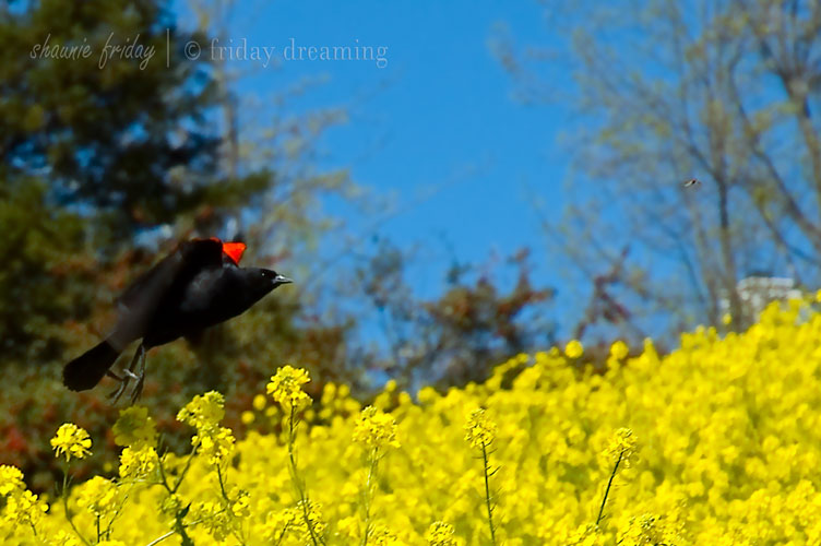 The Mustard Seed Kingdom