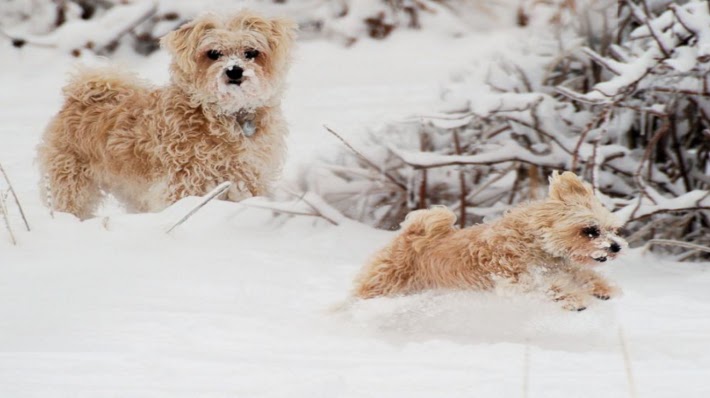 IMAGENS NA TELA: Neve e animais....Inverno