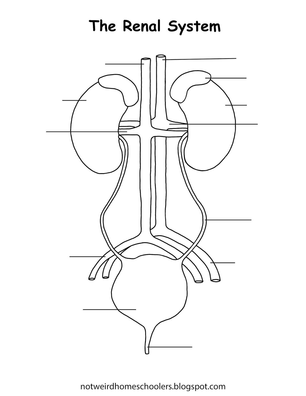 Urinary System Diagram Worksheet Sketch Coloring Page