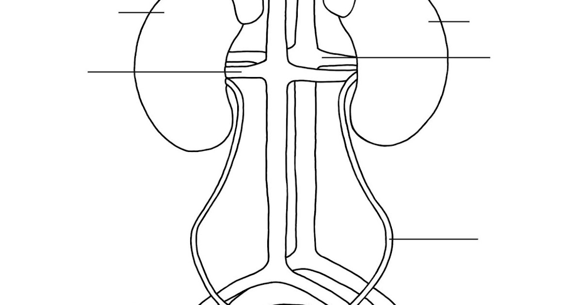 Urinary System Diagram Worksheet Sketch Coloring Page
