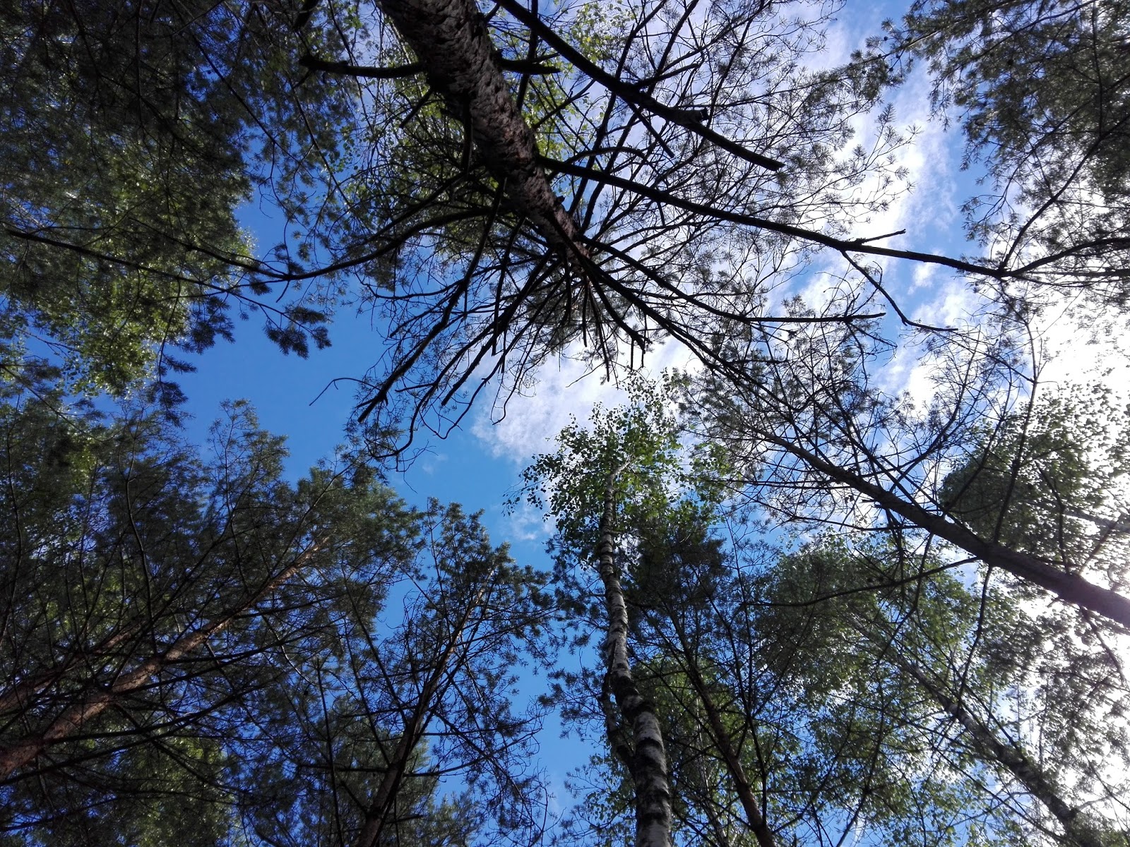 Uz Cenas tīreļa purva takas