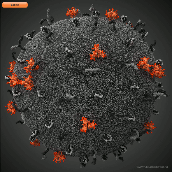 El VIH "ha evolucionado y se está debilitando"