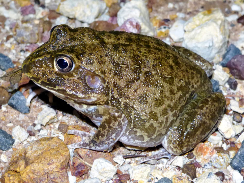 Reptiles and amphibians of South East Queensland: April 2015