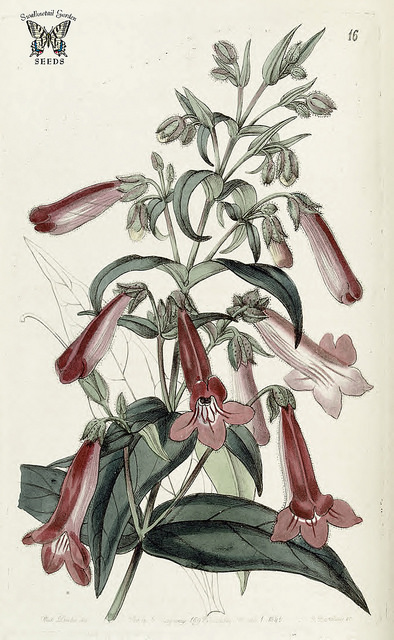 La lectora corrent: Les orquídies de Sarah Anne Drake (1803-1857)