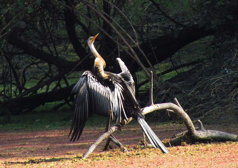 Indian Birds Photography: [BirdPhotoIndia] The Snake Bird