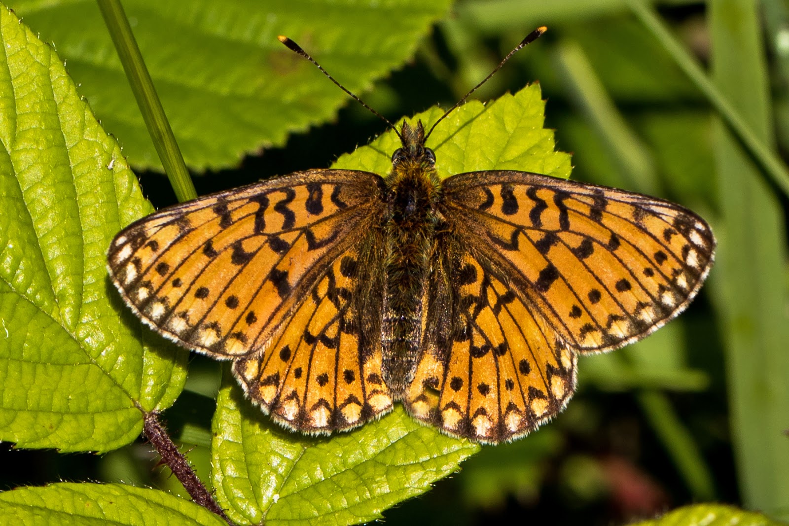 Butterflies, Dragonflies, Moths & other Insects: Small Pearl-bordered ...