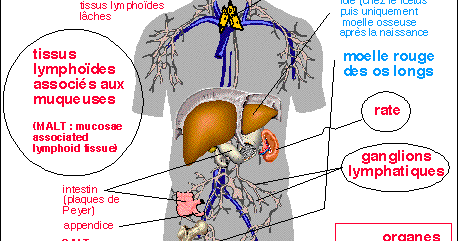Organes lymphoïdes - Dr.Benachour (Constantine) ~ COURS de la pharmacie
