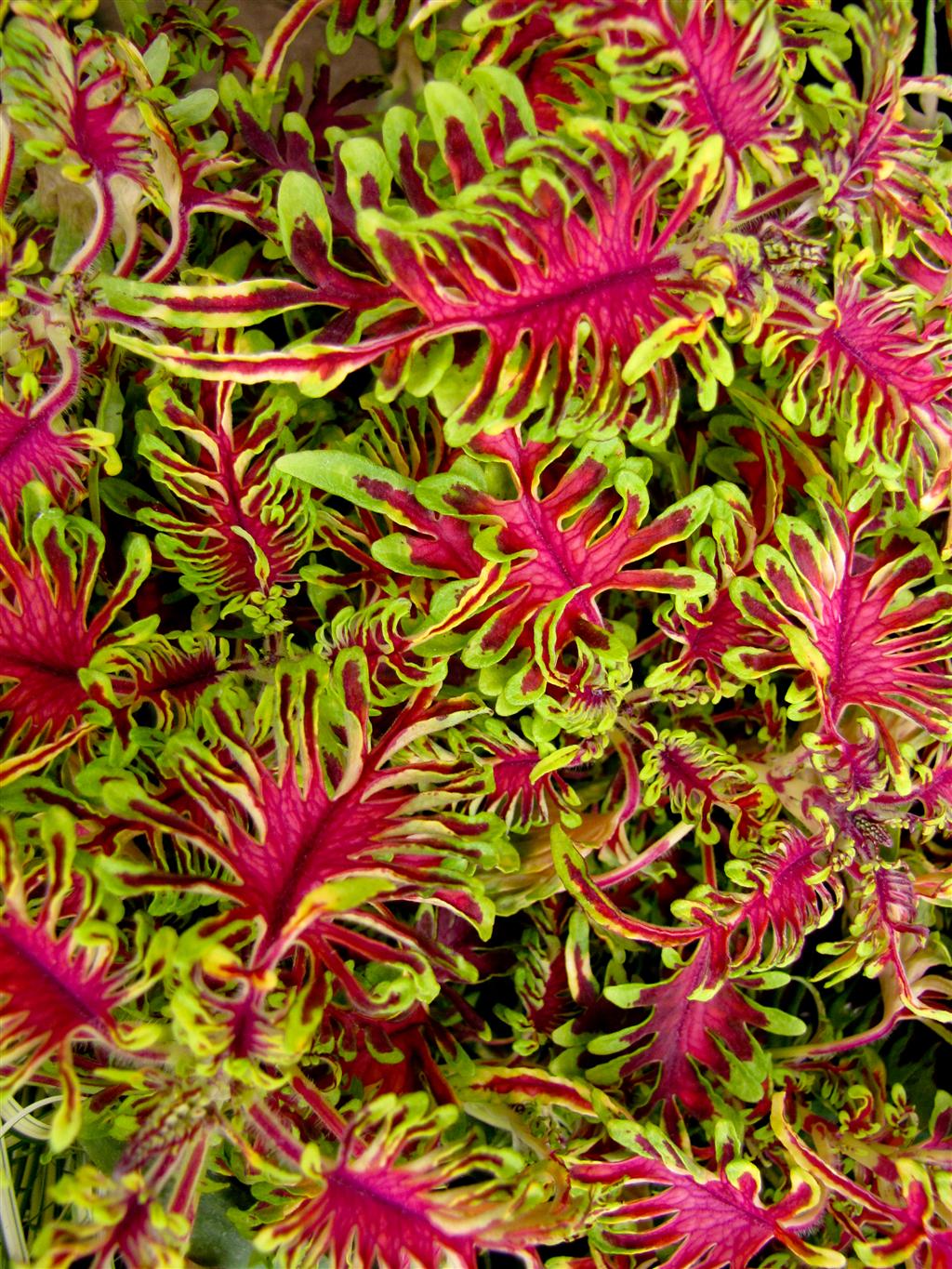 Coleus - Gorgeous, Versatile and Easy to Grow