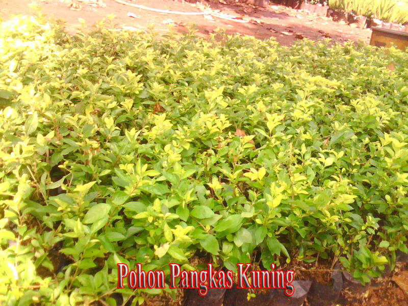 POHON PANGKAS KUNING - kebon kembang bogor