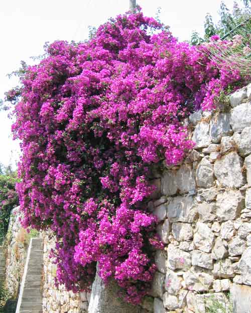 Terraza en Roma: 6.- Bougainvillea spp. (buganvilla)