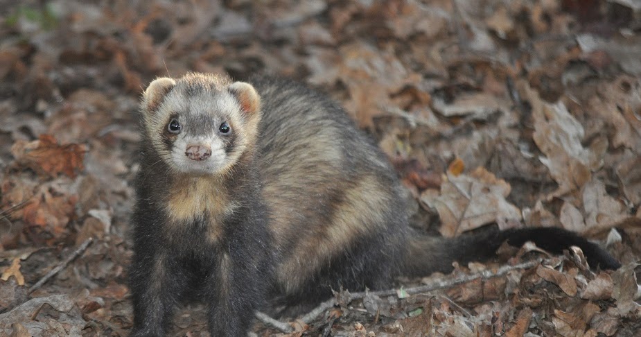 ZOOTOGRAFIANDO (6.100 ANIMALS): TURÓN / EUROPEAN POLECAT (Mustela putorius)