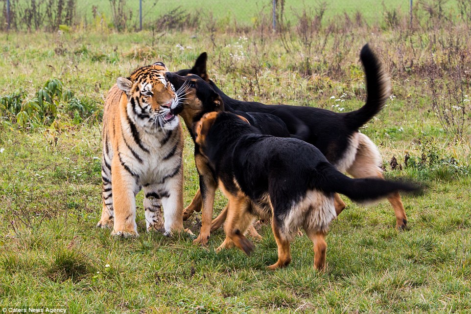 White Wolf : German Shepherds Befriend Rescued Siberian Tigers at a ...