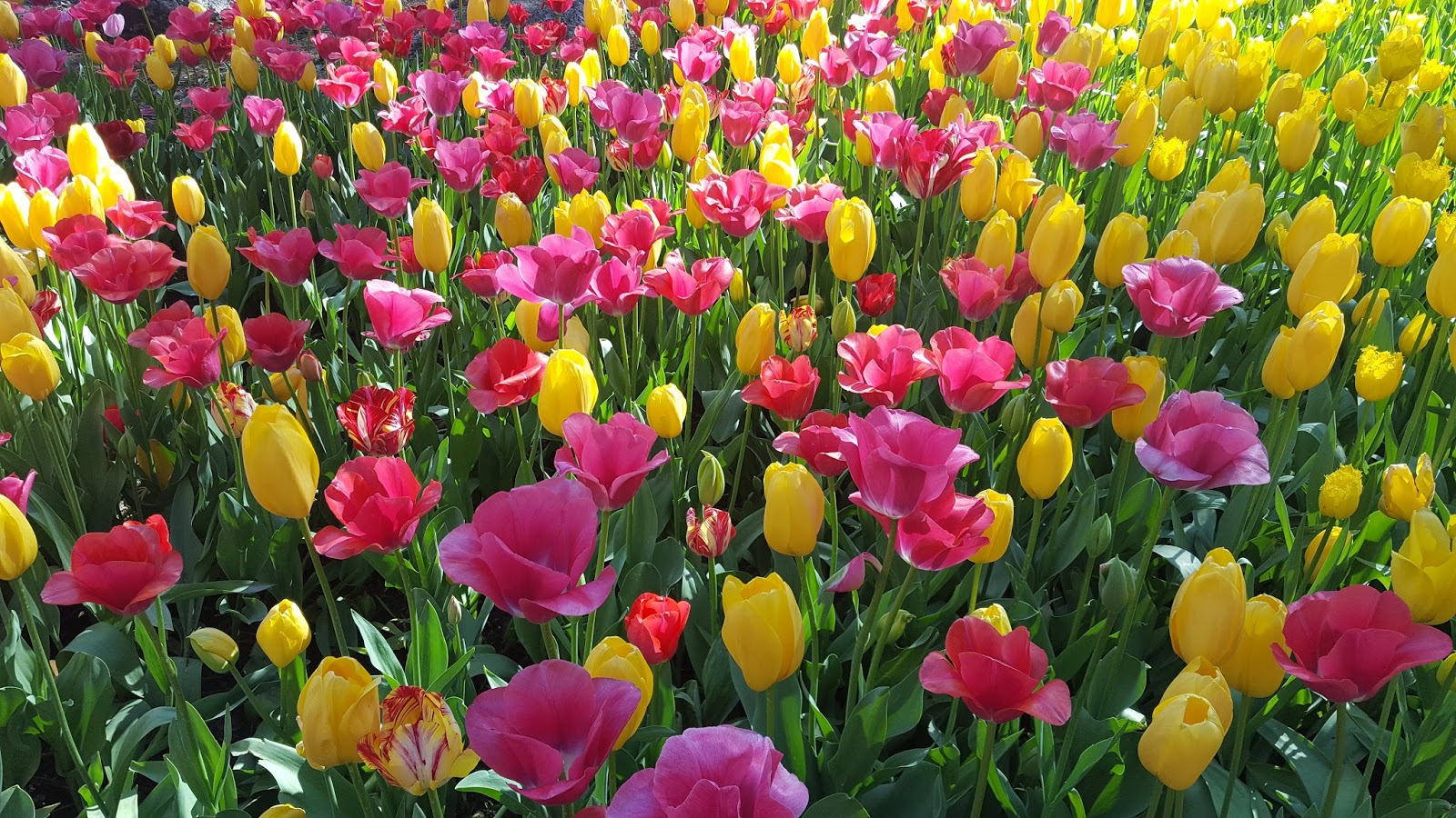 Catatan Diriku: Musim Bunga di Perth