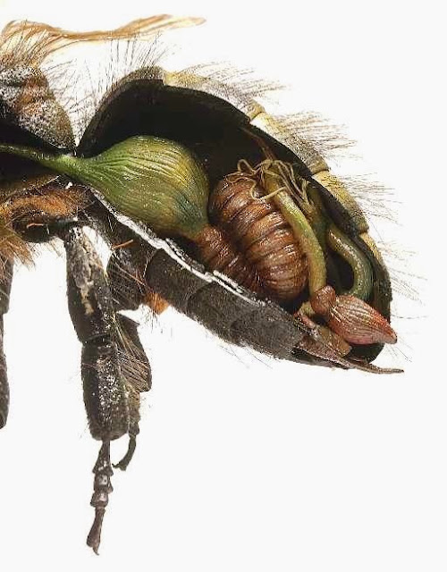Corona Apicultores: EL VENENO DE LAS ABEJAS