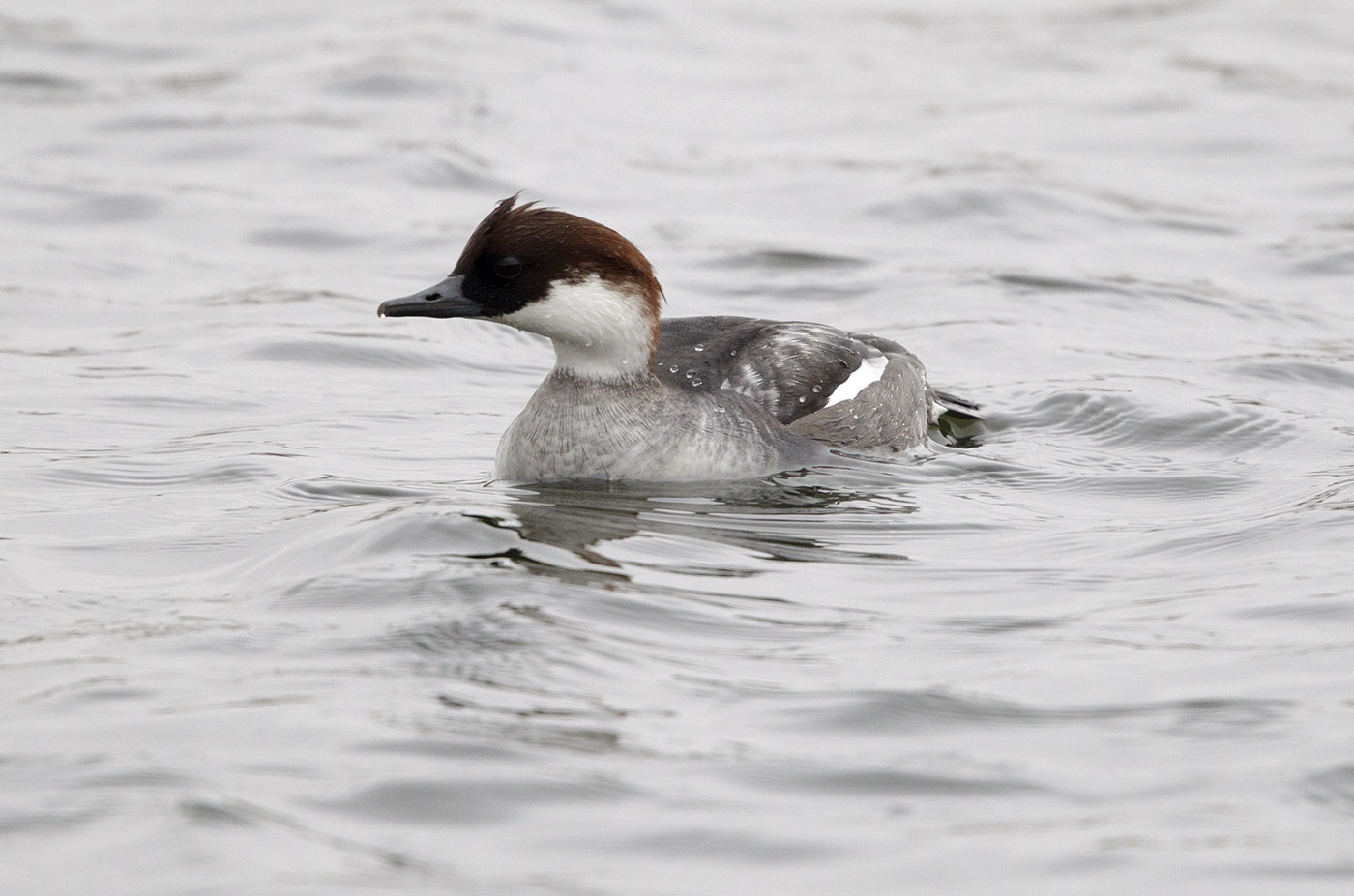 pewit: redhead Smew