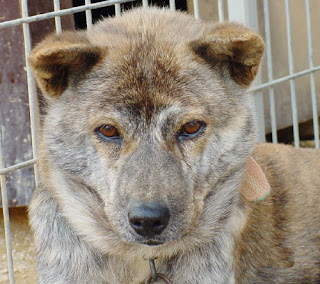 The Girl with the Gae: Tiger-Patterned Jindos