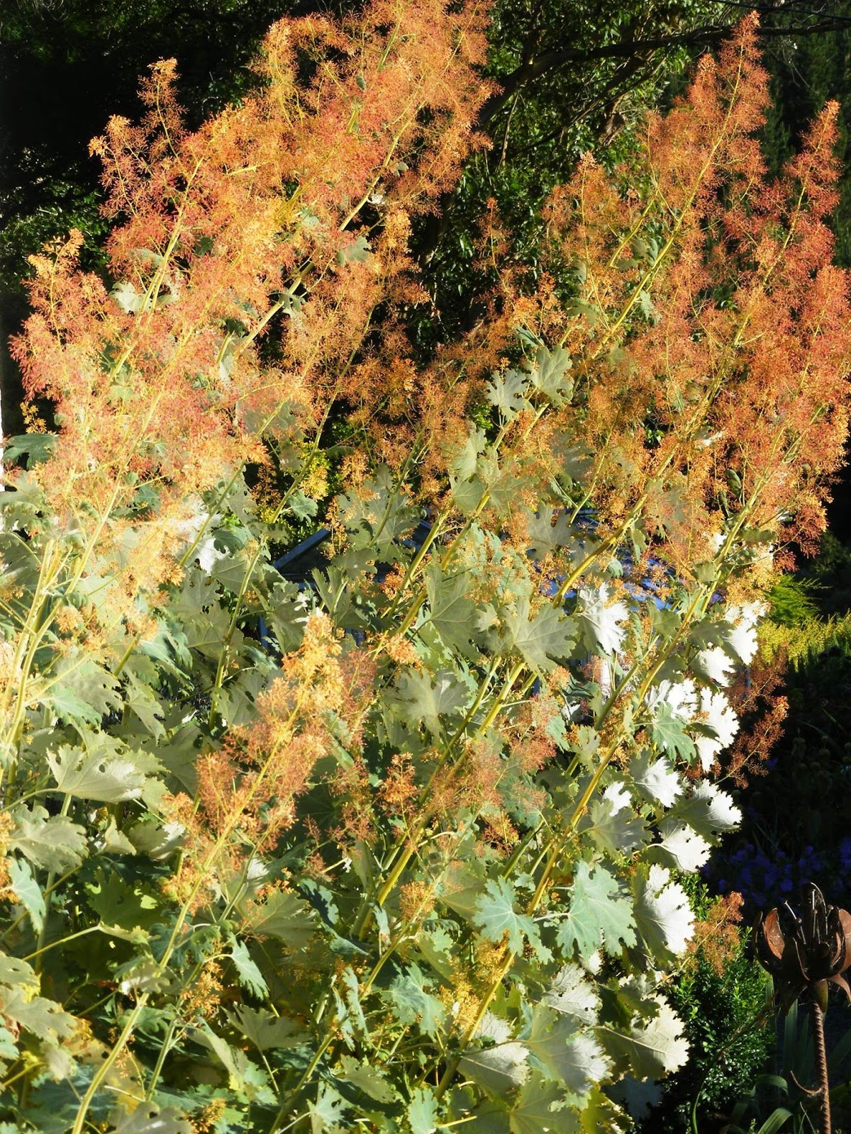Rachel Callaghan Landscape Architect, NZ: Macleaya Cordata - Plume Poppy