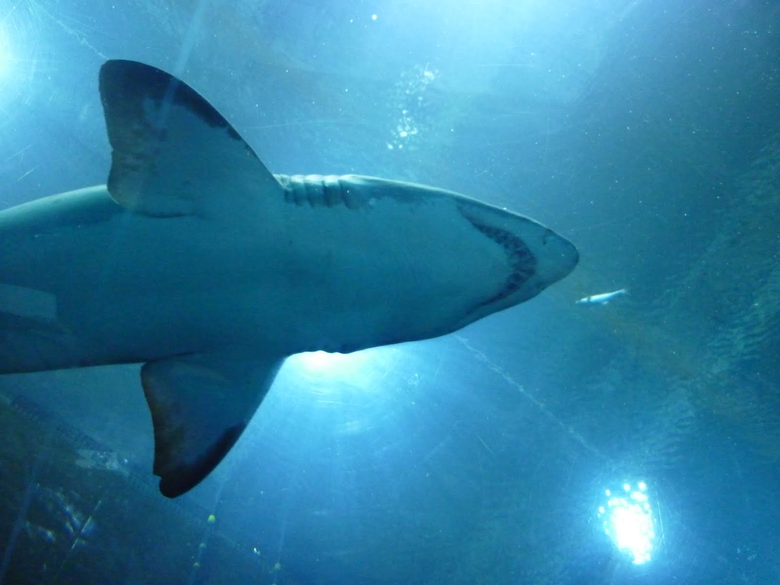 Life of Pi: The Life of Pi - Part 2 (Photos)