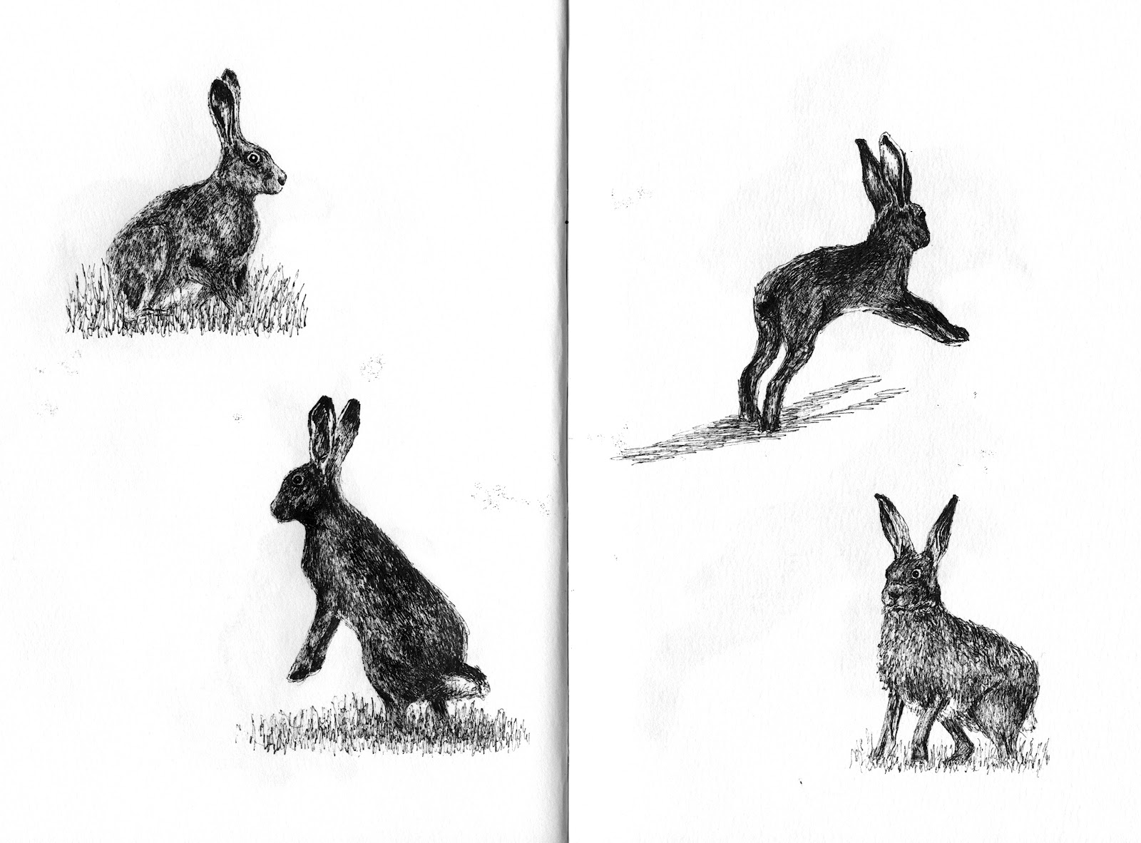 Final Major Project: Research and Development: Hare Character Designs