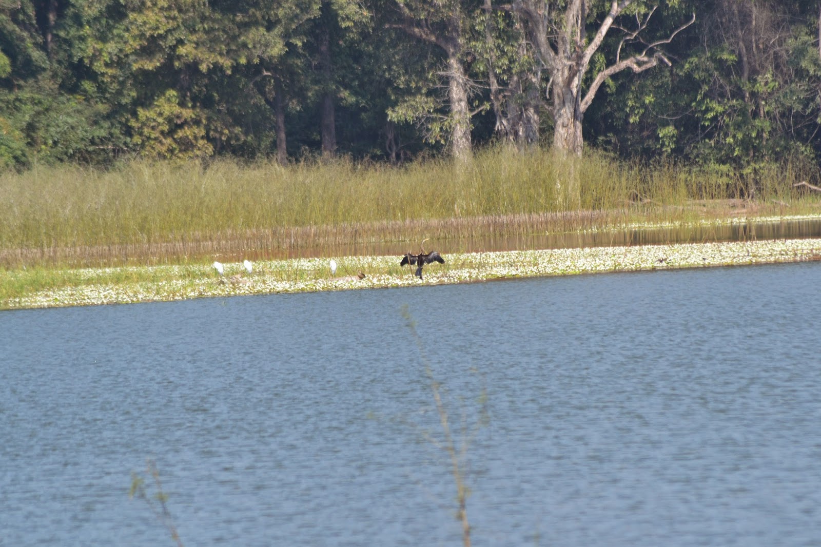 WWF-MSO: Glory of Allapalli, Hemalkasa - Gadchiroli