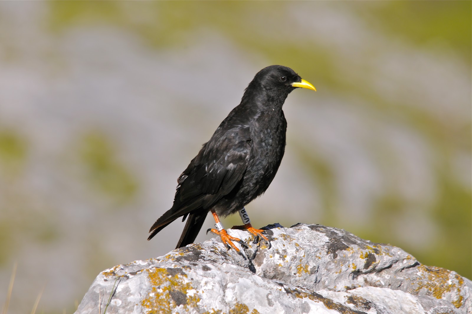 EL NIDO DEL XUAN: EL NARANJO DE BULNES (EL URRIELLU)