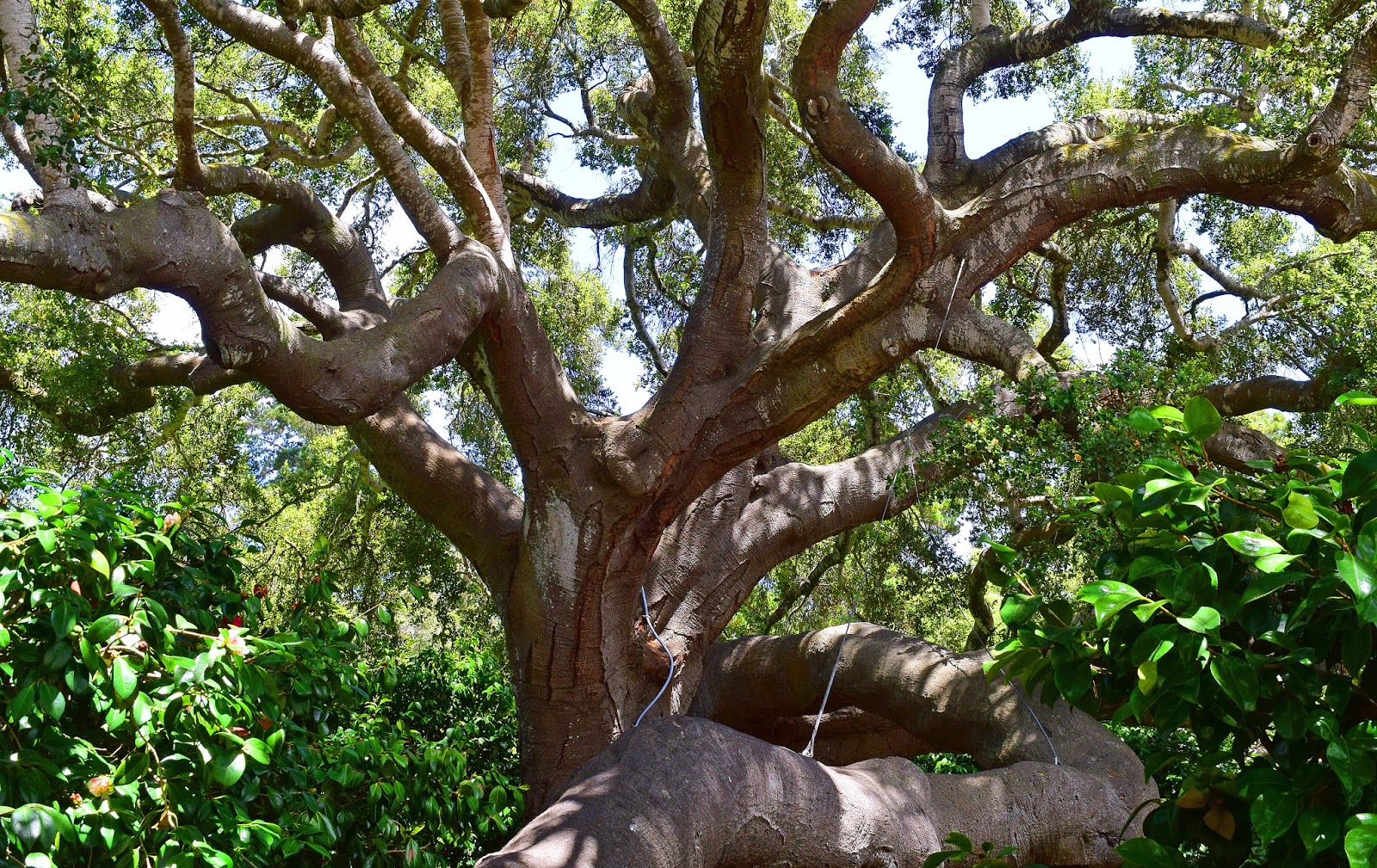 Friends of the Carmel Forest Tree Tour with Dr. Matt Ritter - June 2018