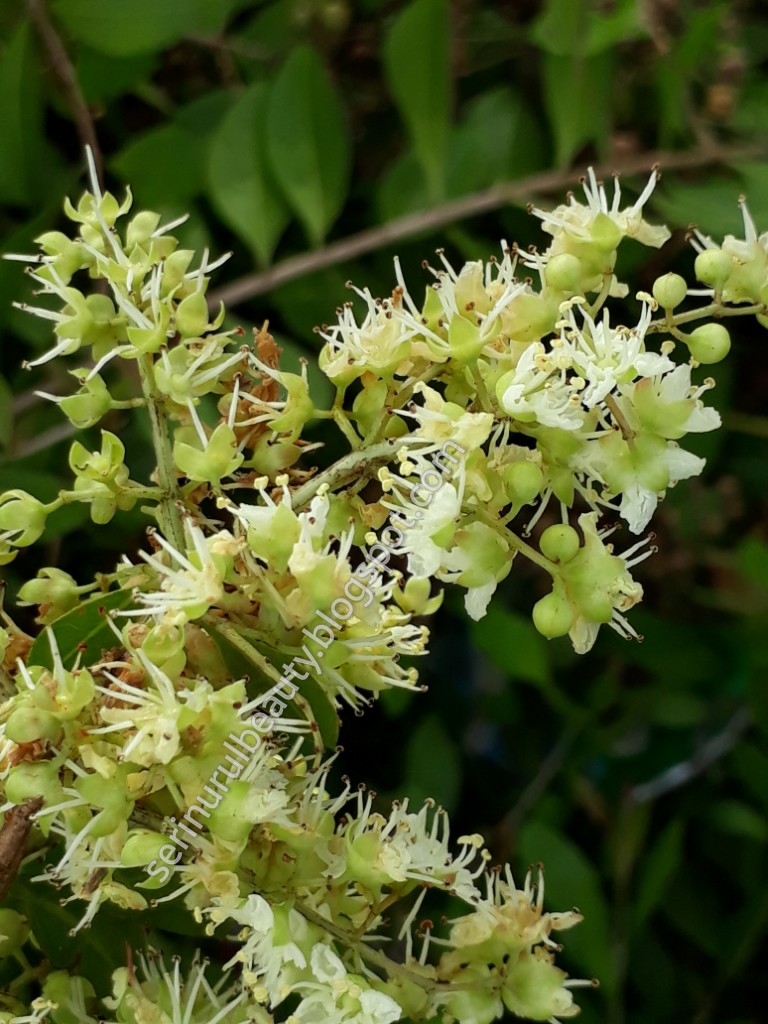 Healthy Nurul Beauty: Harvesting daun inai (henna leaves).