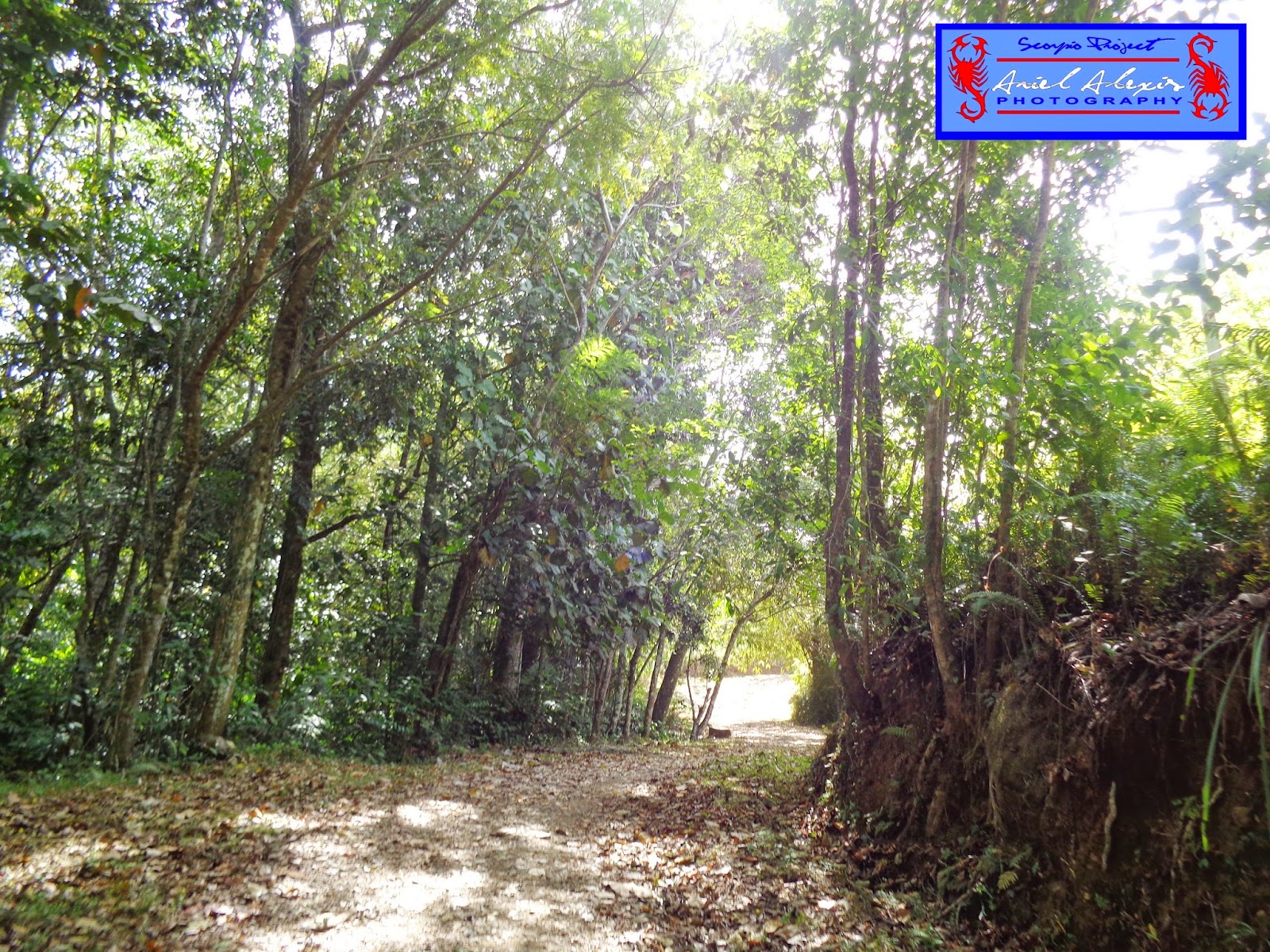 Scorpio's Sojourns: Musing at Bukidnon’s Mt. Musuan