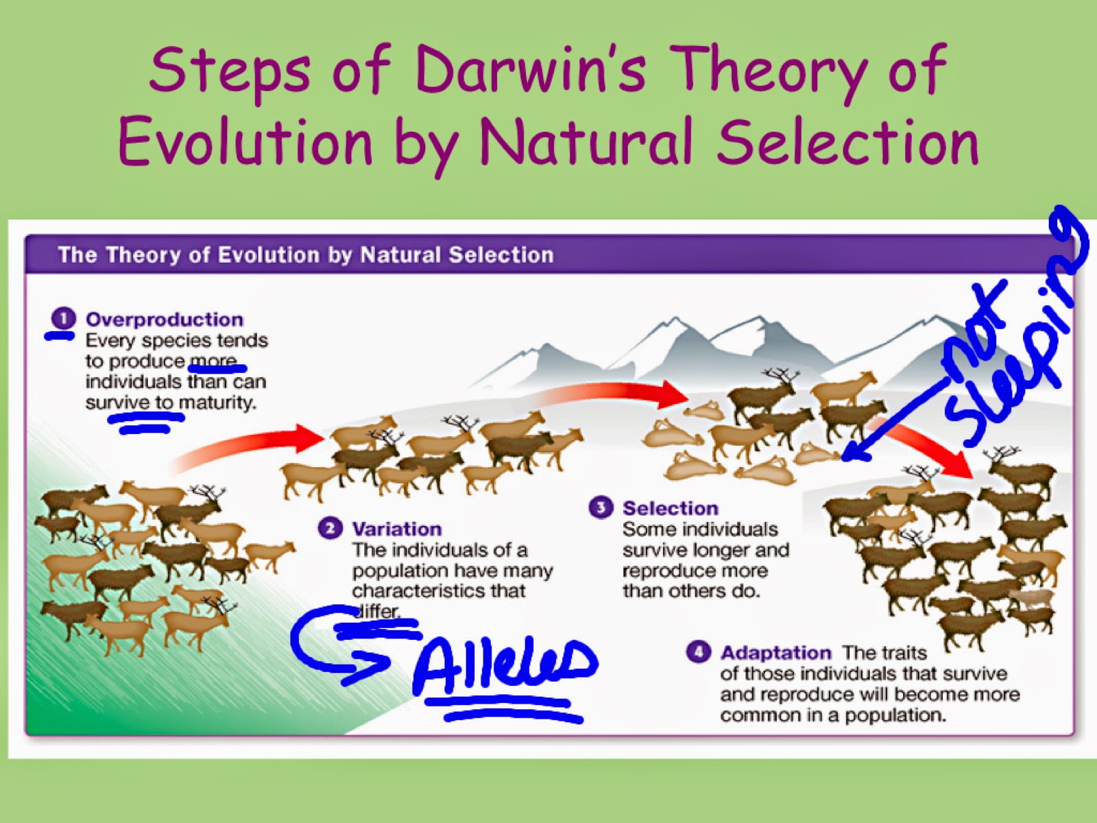 EC Honors Biology: Natural Selection and other forms of microevolution